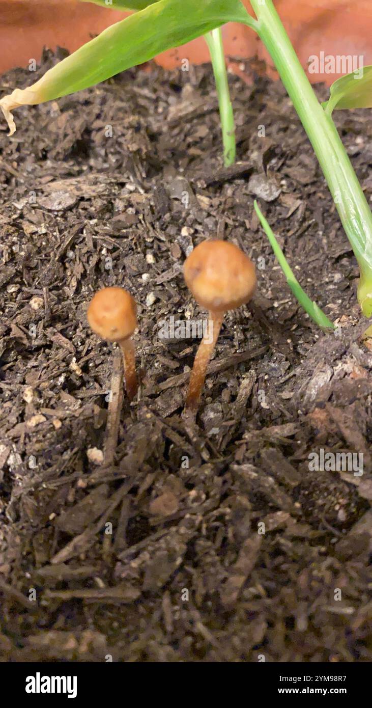 Common fieldcap agrocybe pediades hi-res stock photography and images ...