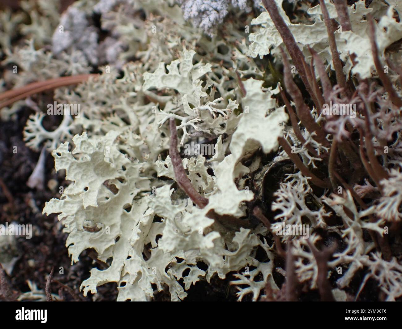 Snow Lichens (Flavocetraria Stock Photo - Alamy