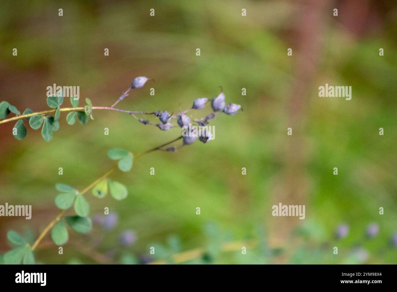 eastern wild indigo (Baptisia tinctoria Stock Photo - Alamy