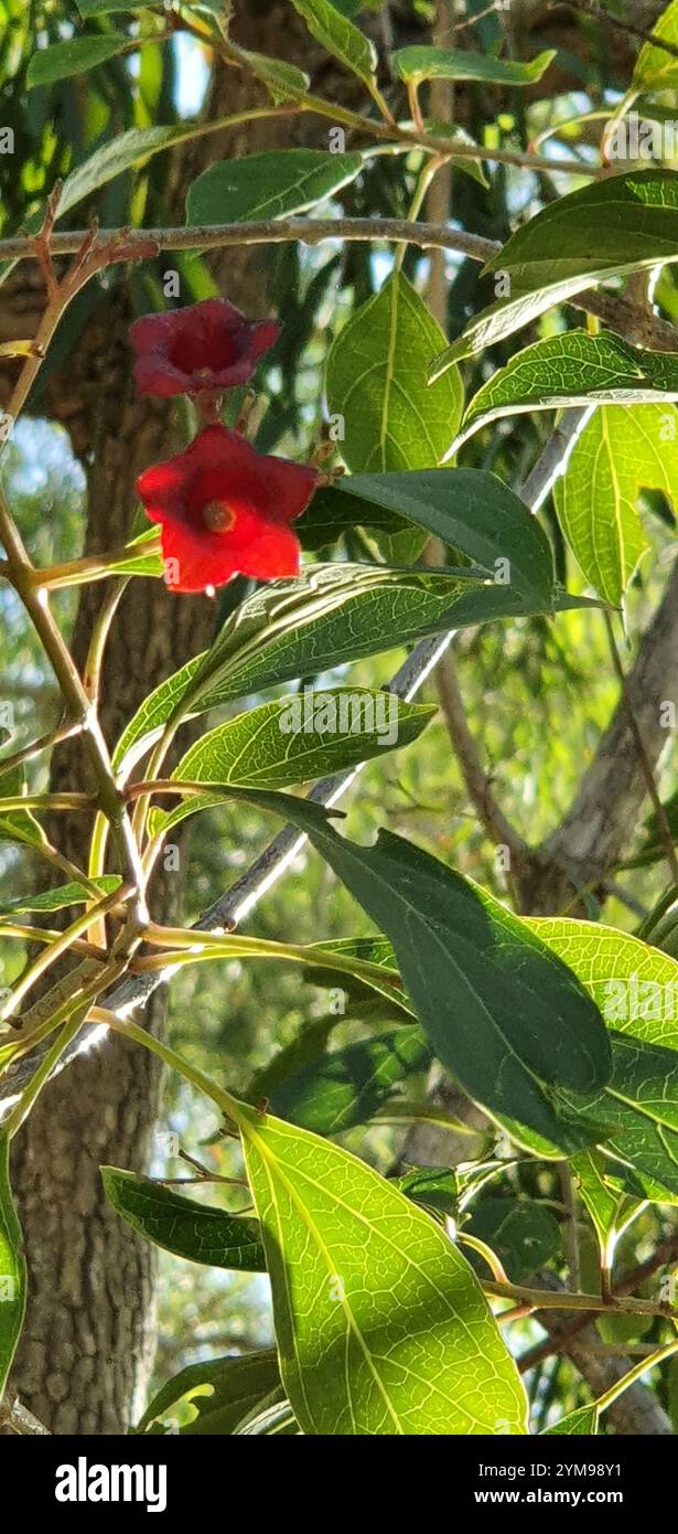 Lolly Bush (Clerodendrum floribundum Stock Photo - Alamy