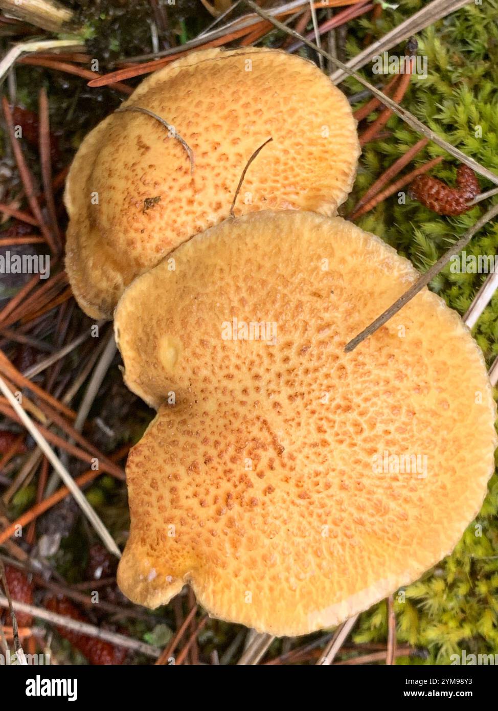 Blue-staining Slippery Jack (Suillus tomentosus Stock Photo - Alamy