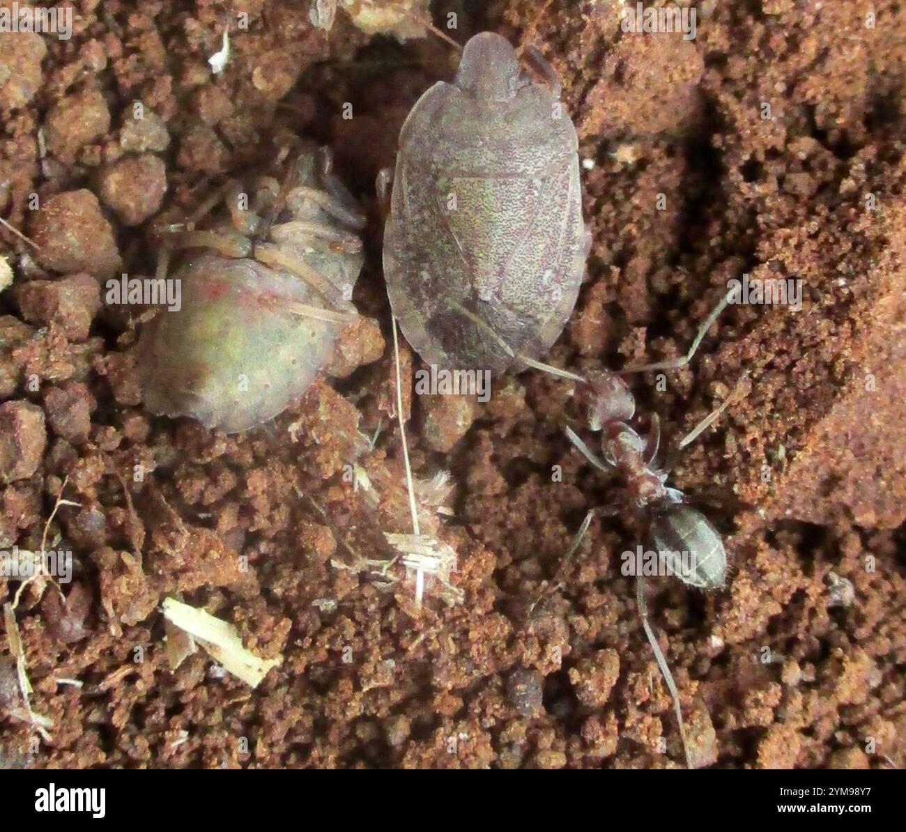 Large Pugnacious Ant (Anoplolepis custodiens Stock Photo - Alamy