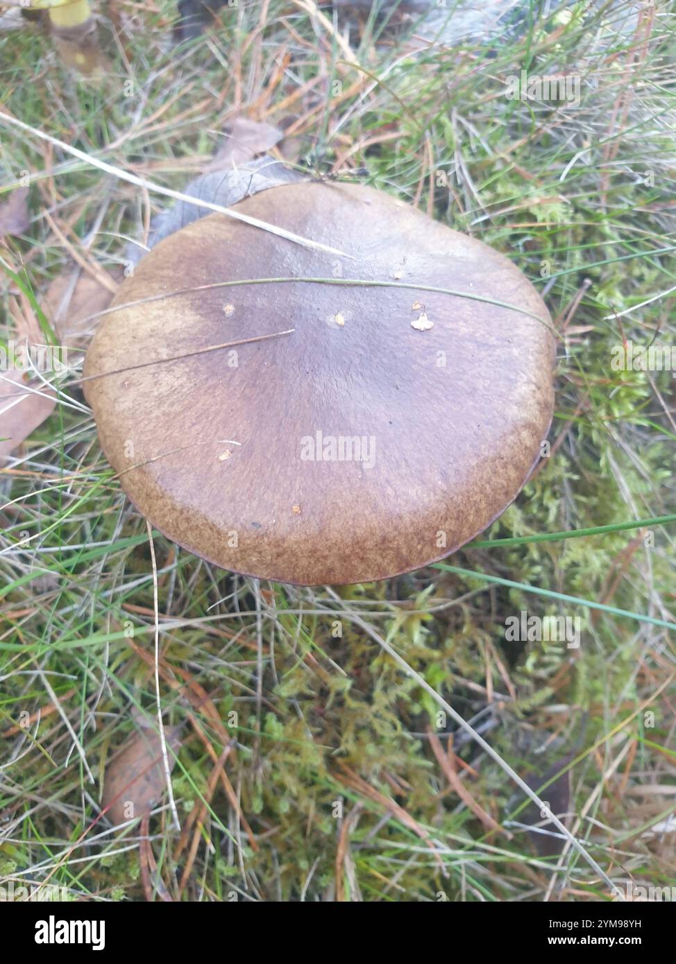 Purple-veiled Slippery Jack (Suillus luteus Stock Photo - Alamy