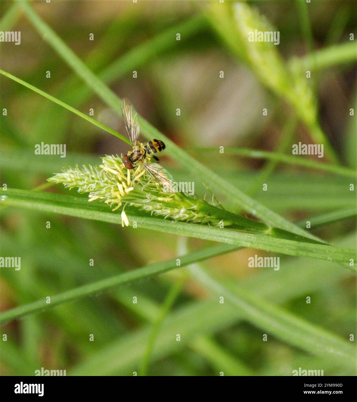 Eastern Calligrapher (Toxomerus geminatus Stock Photo - Alamy