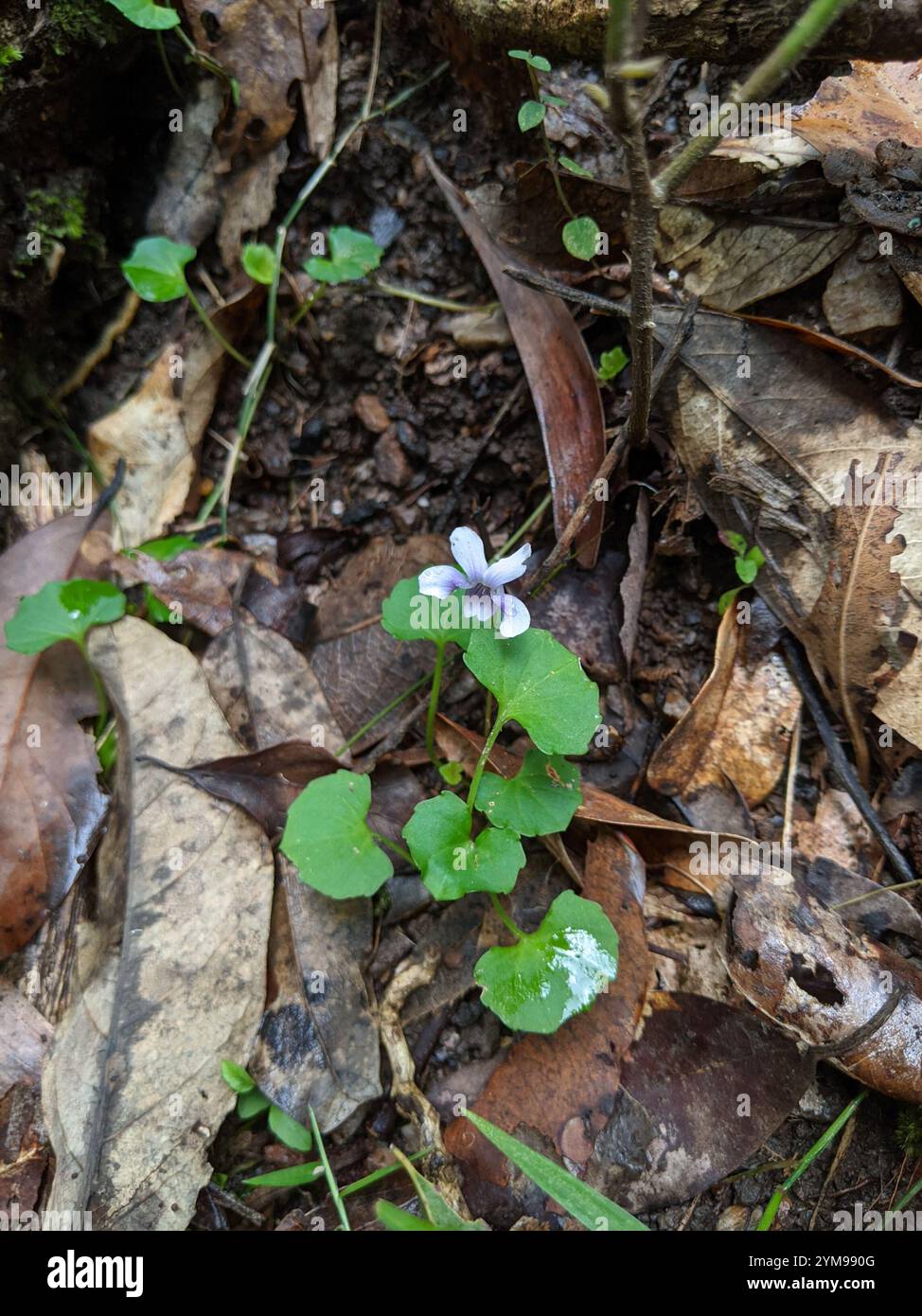 Ivy Leaved Violet (Viola hederacea Stock Photo - Alamy