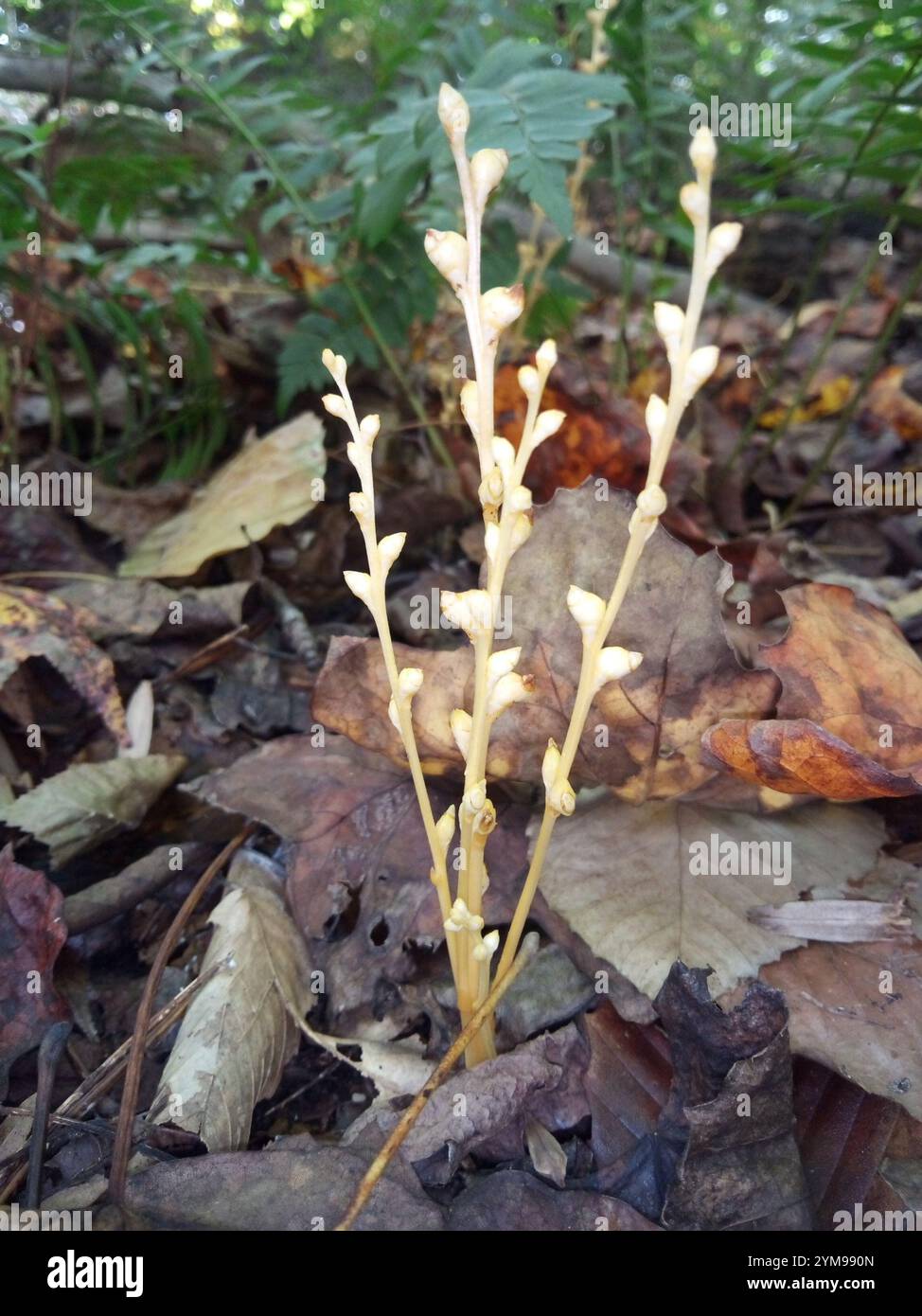 Beechdrops (Epifagus virginiana Stock Photo - Alamy