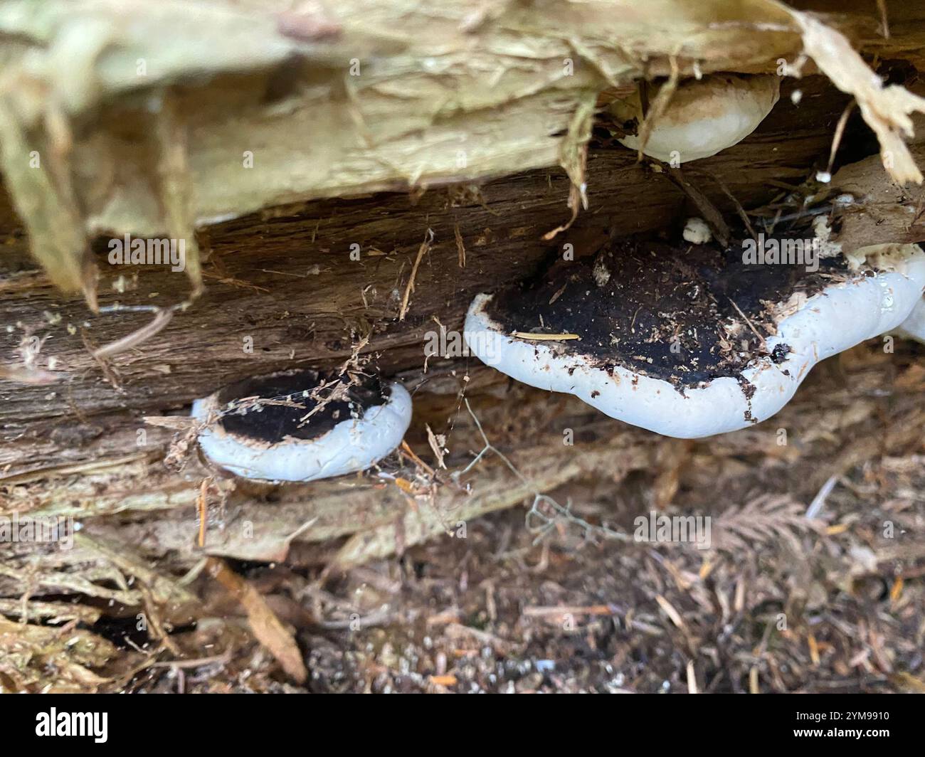 Red-banded Conks (Fomitopsis pinicola Stock Photo - Alamy