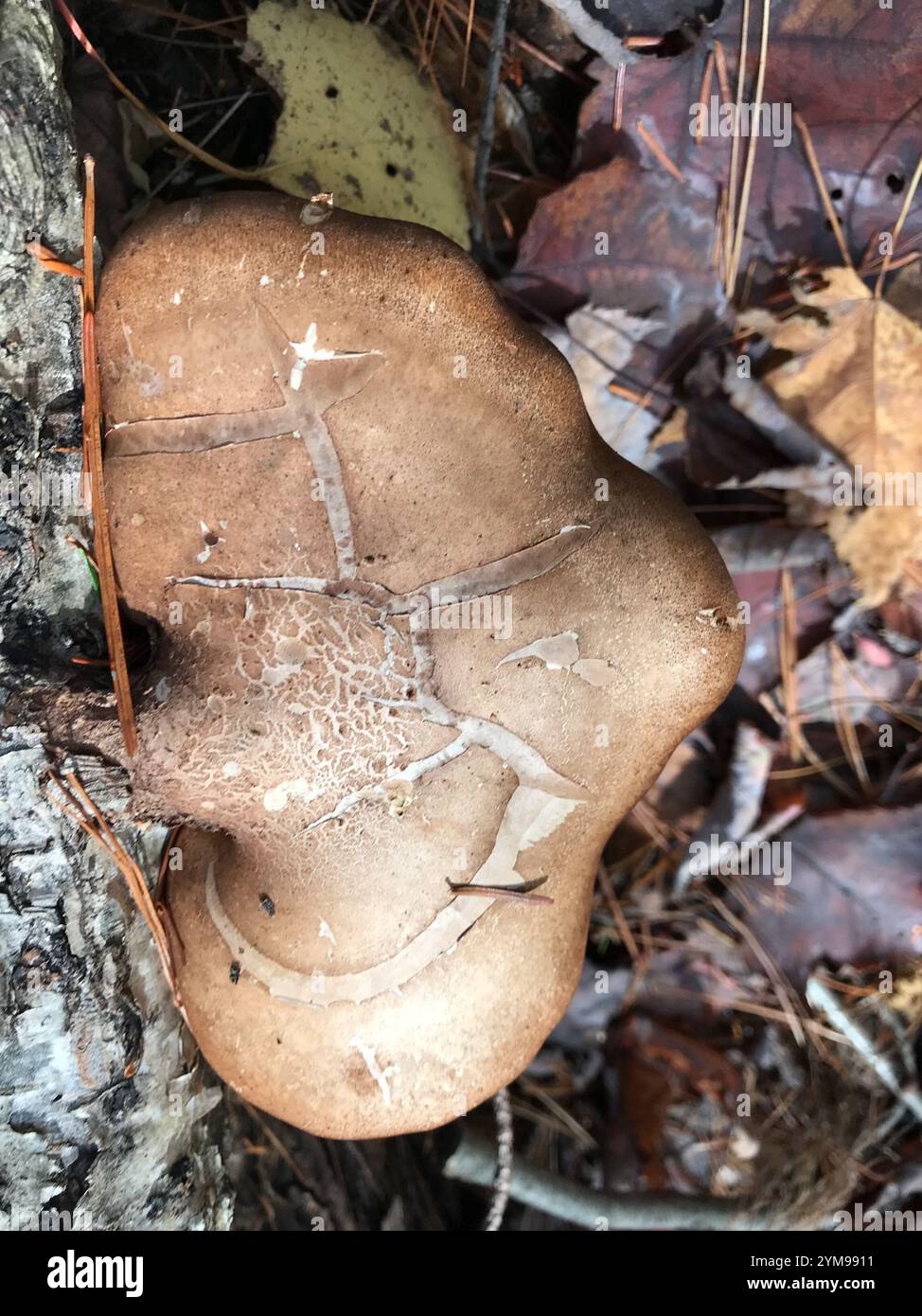 birch polypore (Fomitopsis betulina Stock Photo - Alamy