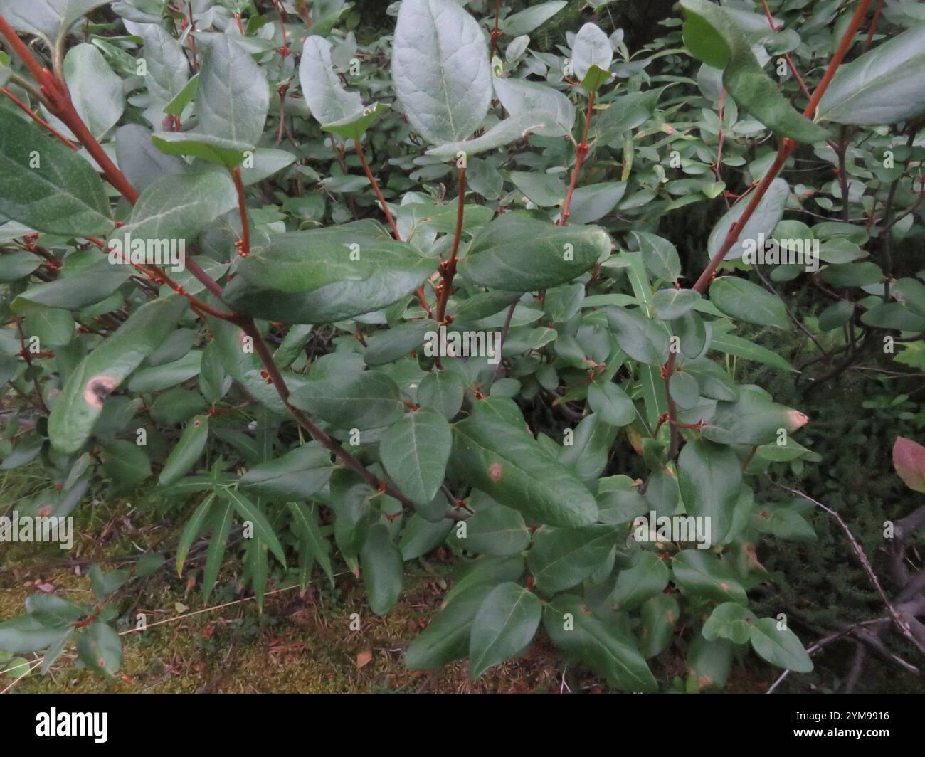 Canadian buffalo-berry (Shepherdia canadensis Stock Photo - Alamy