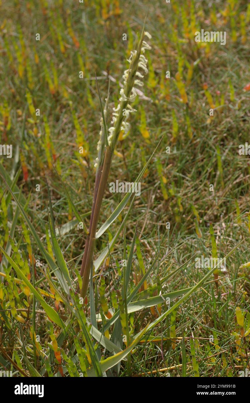 common cordgrass (Sporobolus anglicus Stock Photo - Alamy