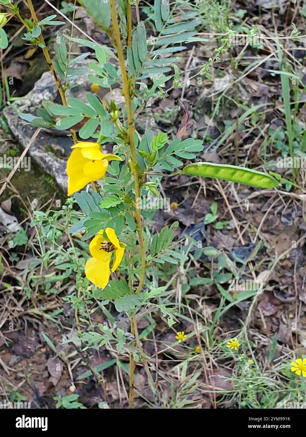 partridge pea (Chamaecrista fasciculata Stock Photo - Alamy
