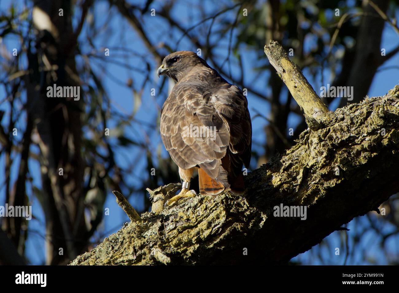 Western Red-tailed Hawk (Buteo jamaicensis calurus Stock Photo - Alamy