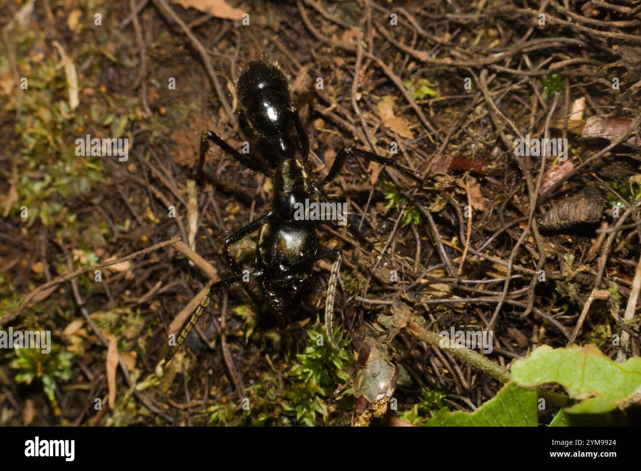 Giant Amazonian Ants (Dinoponera Stock Photo - Alamy