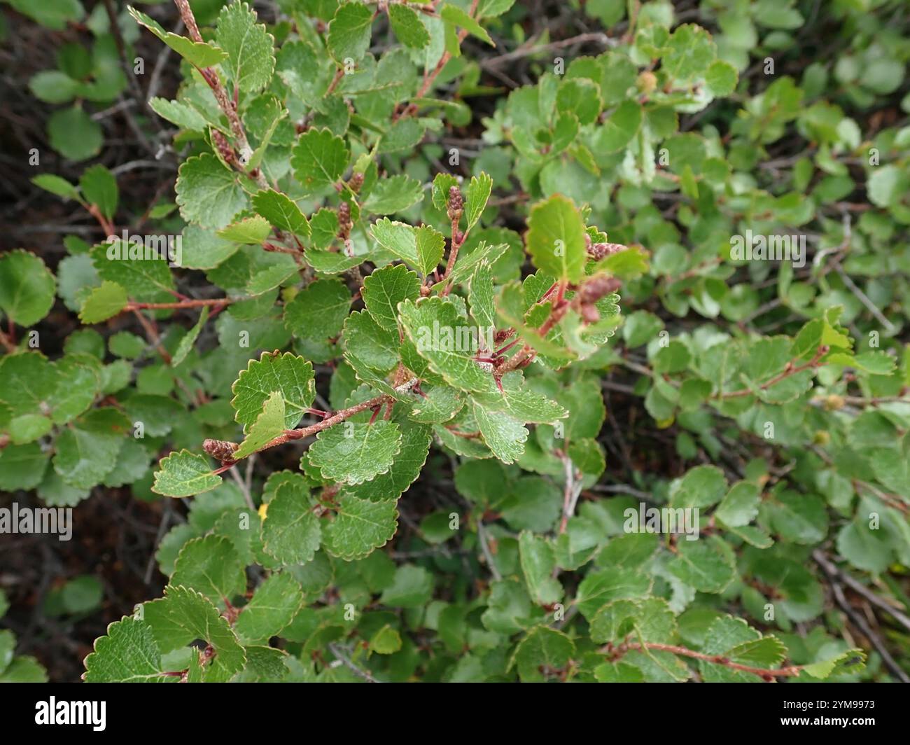 dwarf resin birch (Betula glandulosa Stock Photo - Alamy