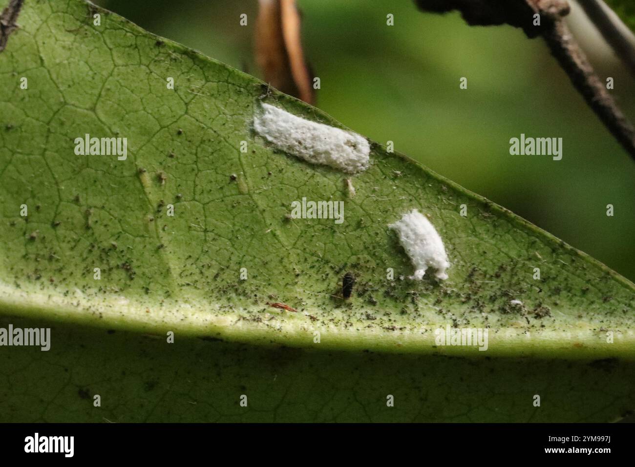 Cottony Yew Scale (Pulvinaria floccifera Stock Photo - Alamy