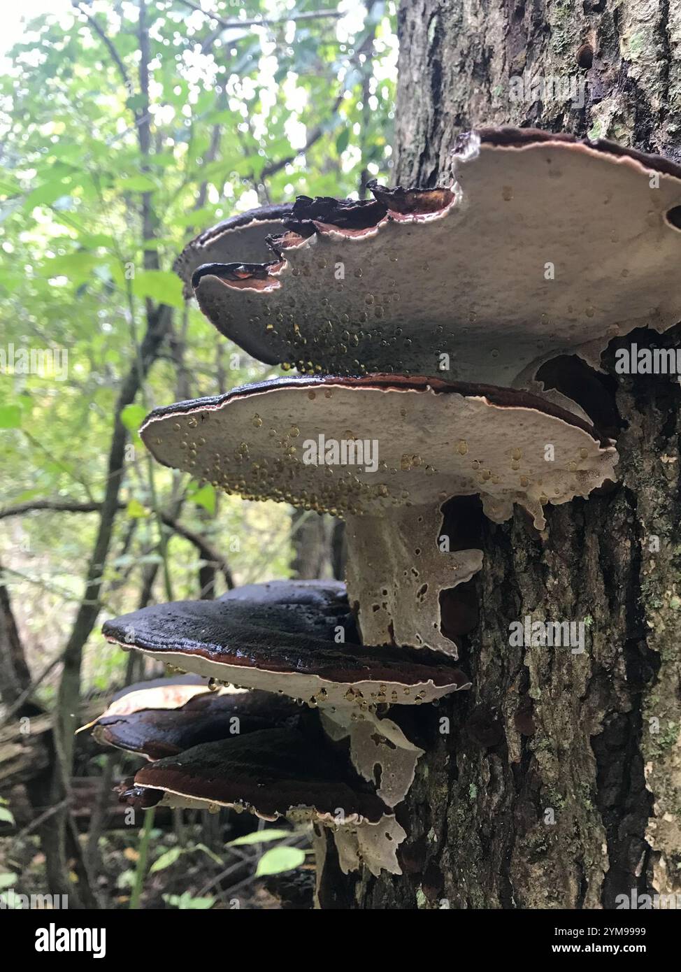 Resinous Polypore (Ischnoderma resinosum Stock Photo - Alamy