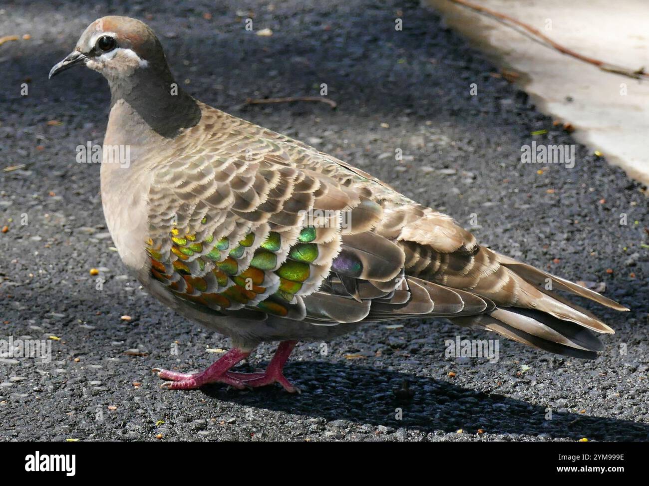 Common Bronzewing (Phaps chalcoptera Stock Photo - Alamy