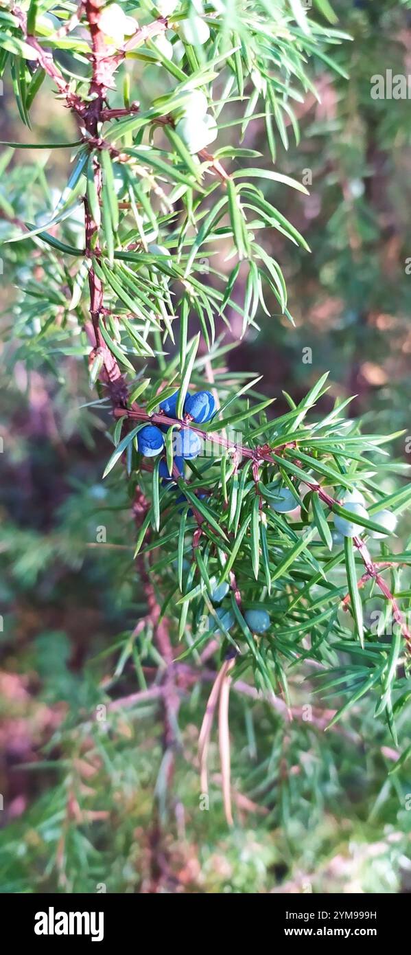 common juniper (Juniperus communis Stock Photo - Alamy