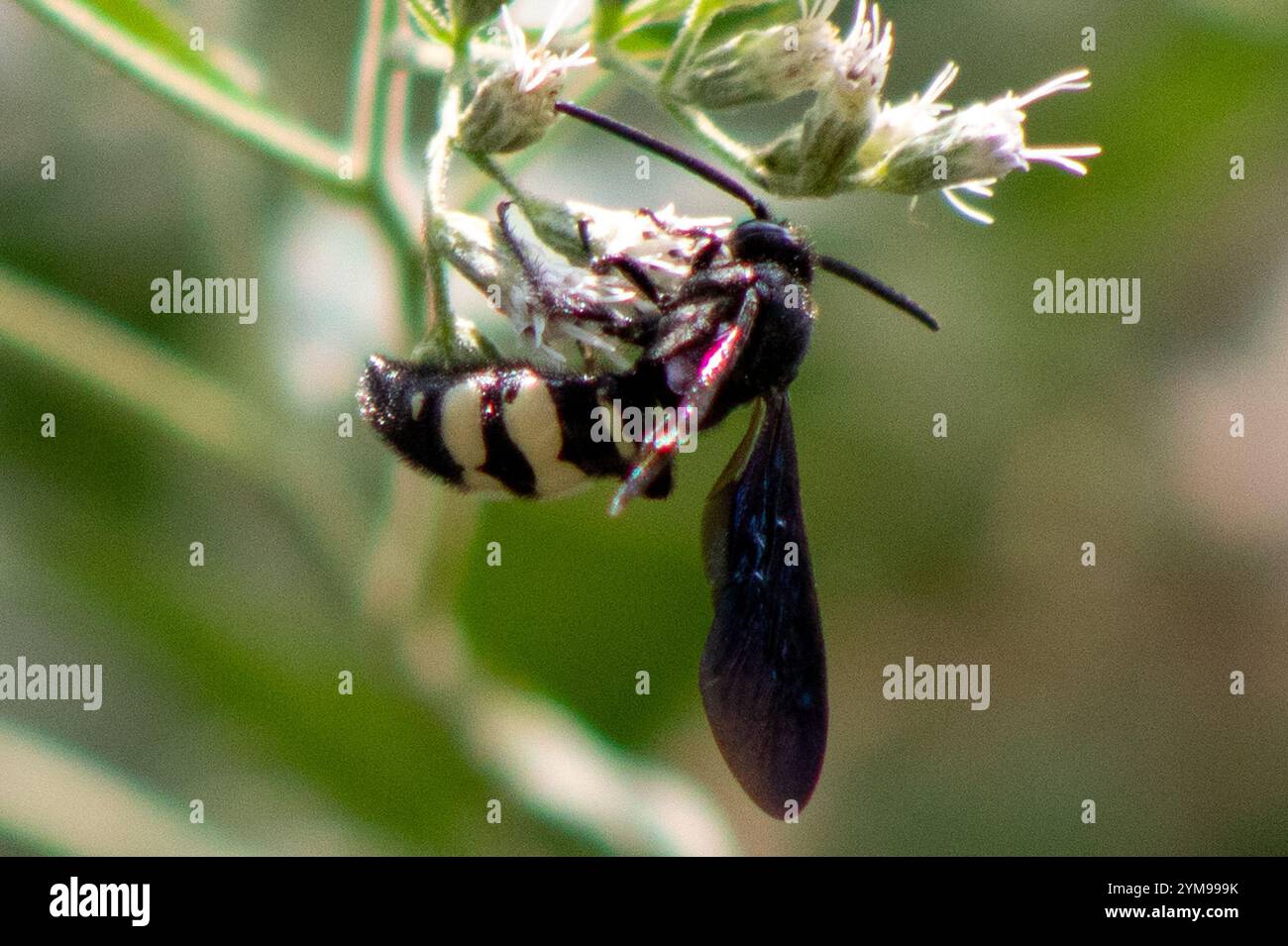 Double-banded Scoliid Wasp (Scolia bicincta Stock Photo - Alamy