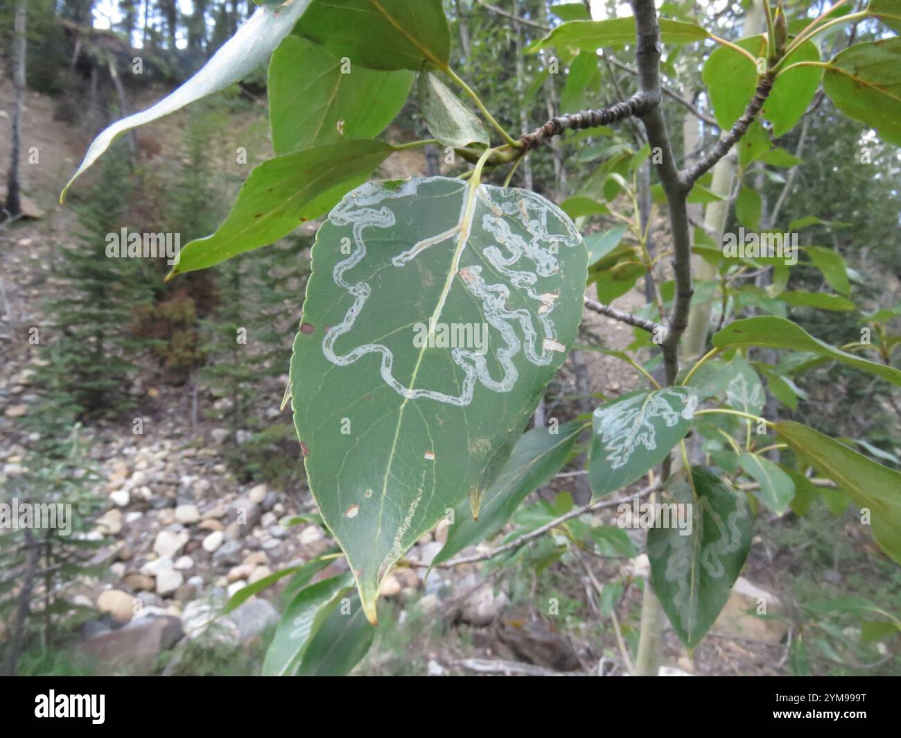 Aspen Serpentine Leafminer Moth (Phyllocnistis populiella Stock Photo ...
