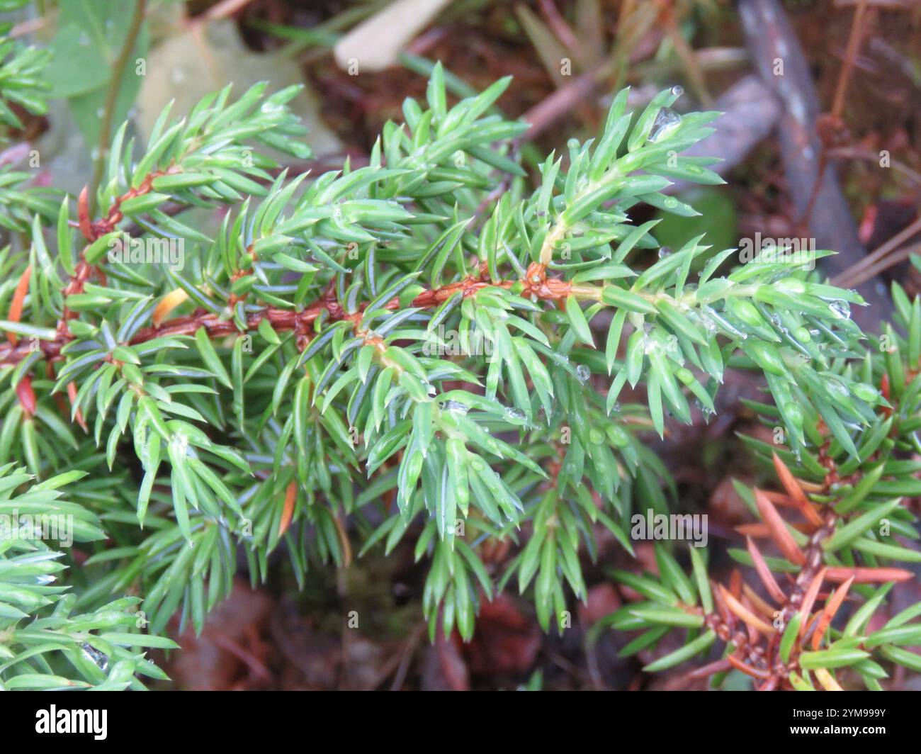 common juniper (Juniperus communis Stock Photo - Alamy