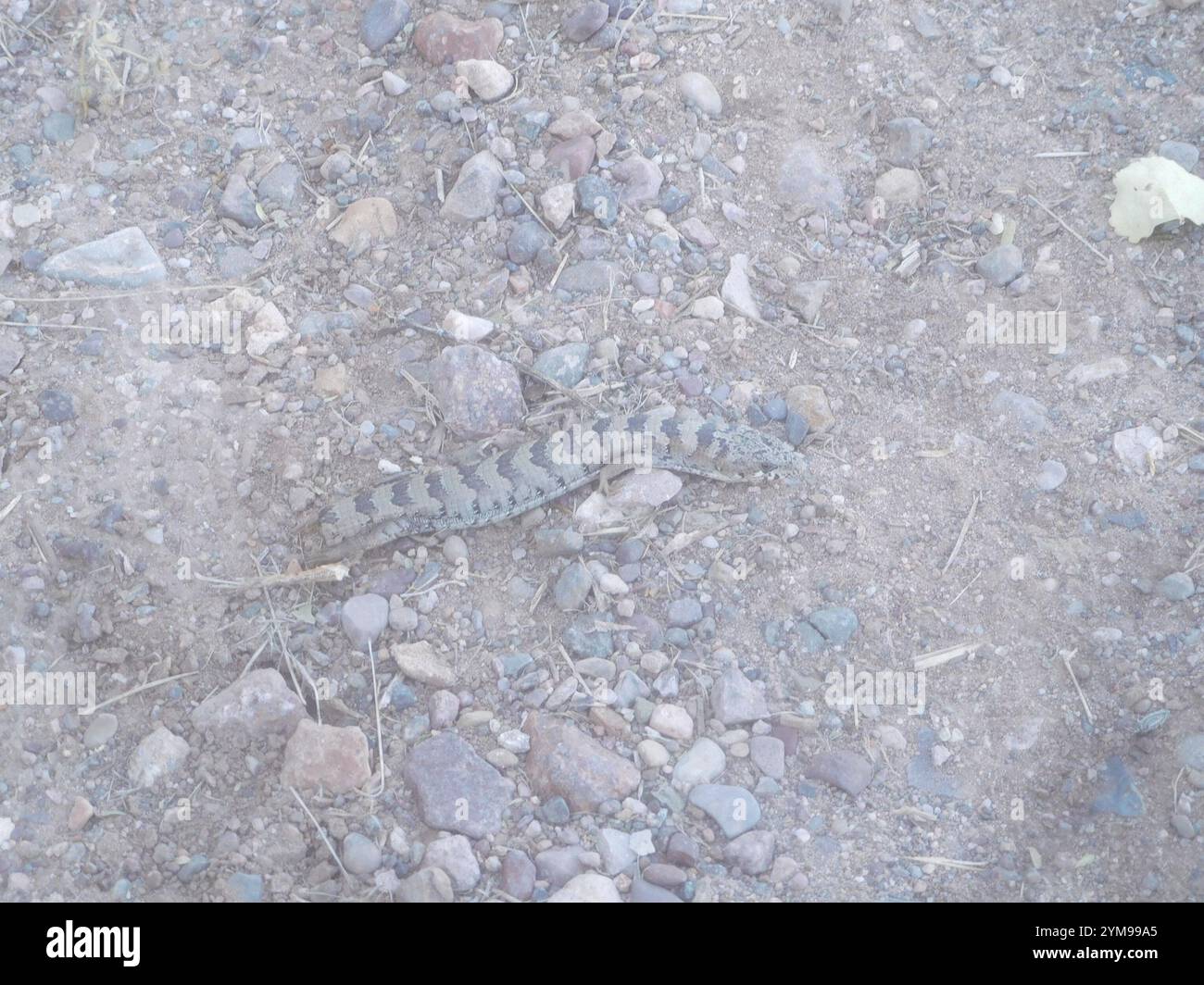 Arizona Alligator Lizard (Elgaria kingii Stock Photo - Alamy