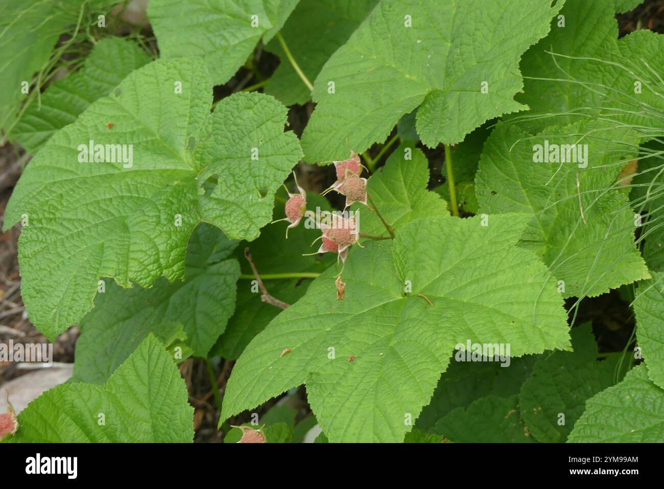 thimbleberry (Rubus parviflorus Stock Photo - Alamy