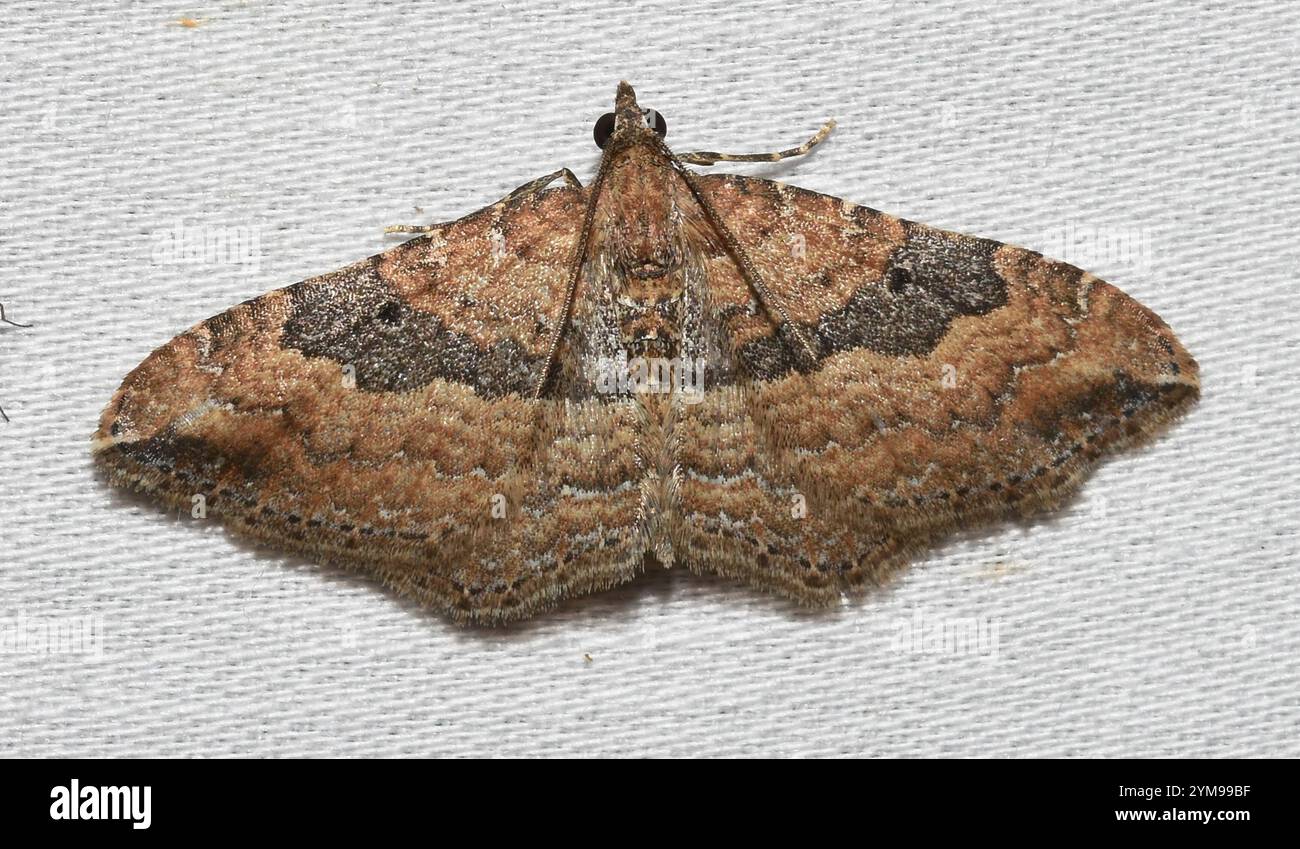 Gem Moth (Orthonama obstipata Stock Photo - Alamy