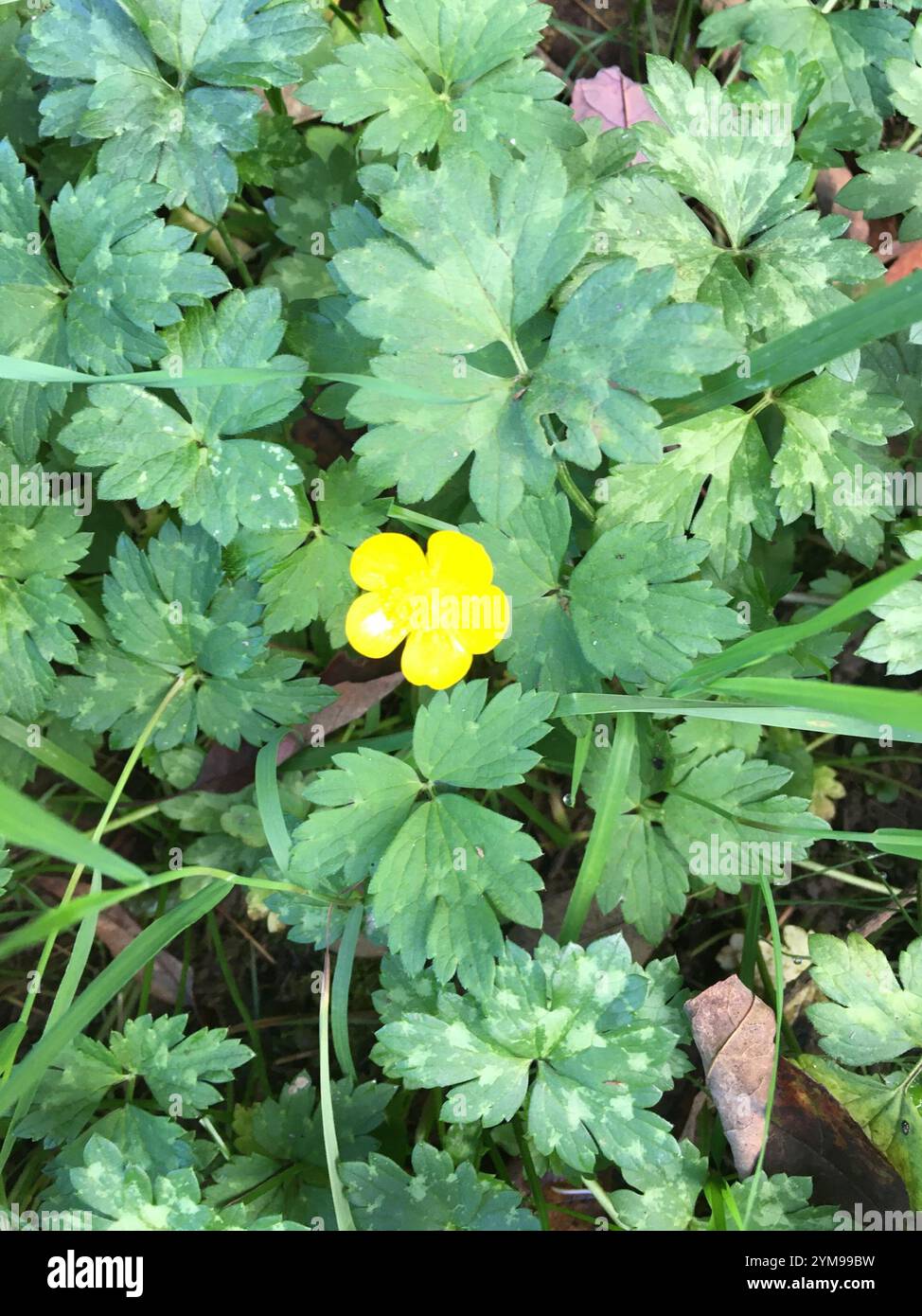 Creeping buttercup (Ranunculus repens Stock Photo - Alamy