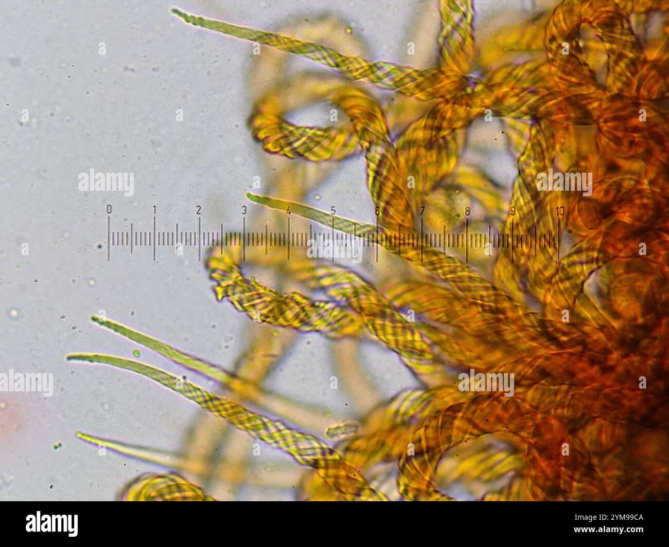 Trichia crateriformis hi-res stock photography and images - Alamy