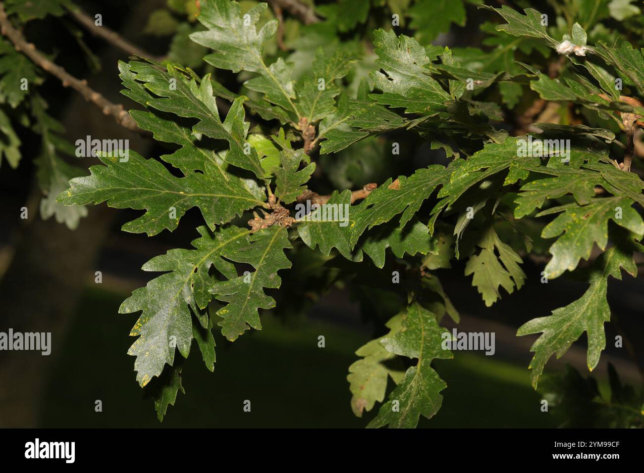 Turkey Oak (Quercus cerris Stock Photo - Alamy