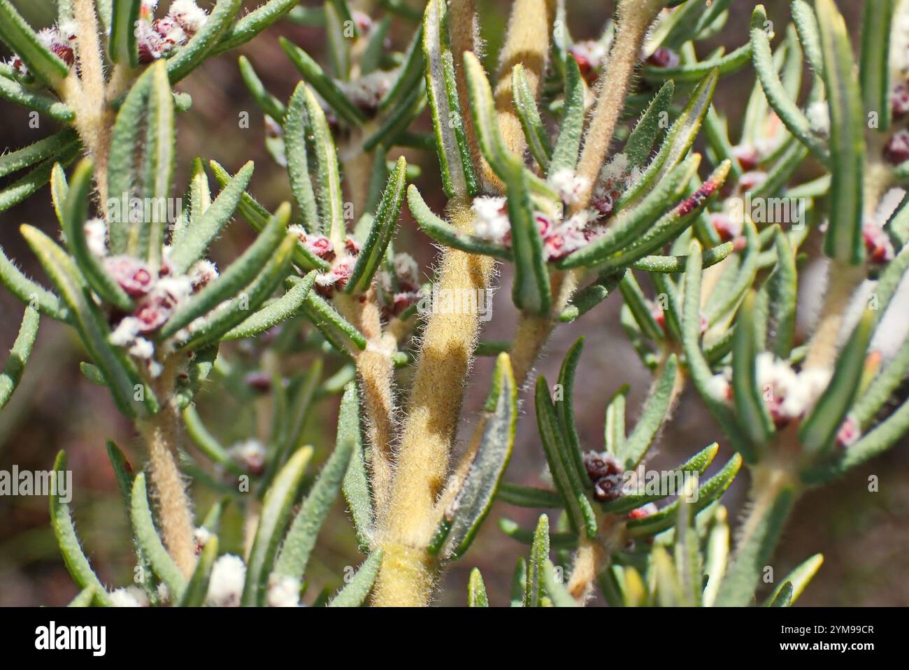 Marsh Sillyberry (Grubbia rosmarinifolia Stock Photo - Alamy