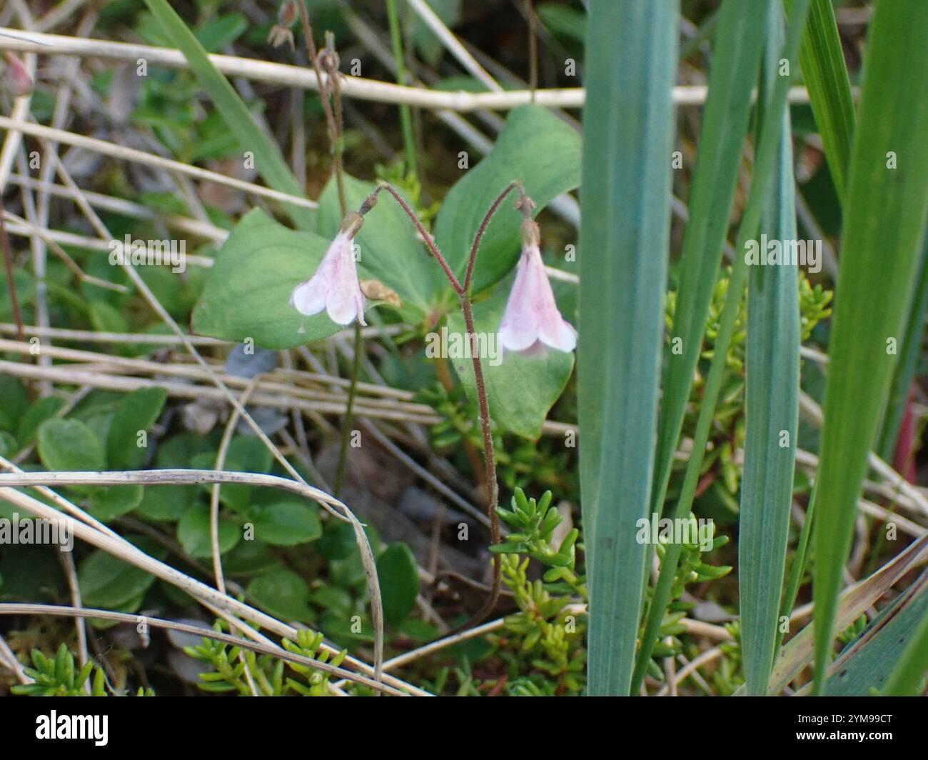 Twinflower (Linnaea borealis Stock Photo - Alamy
