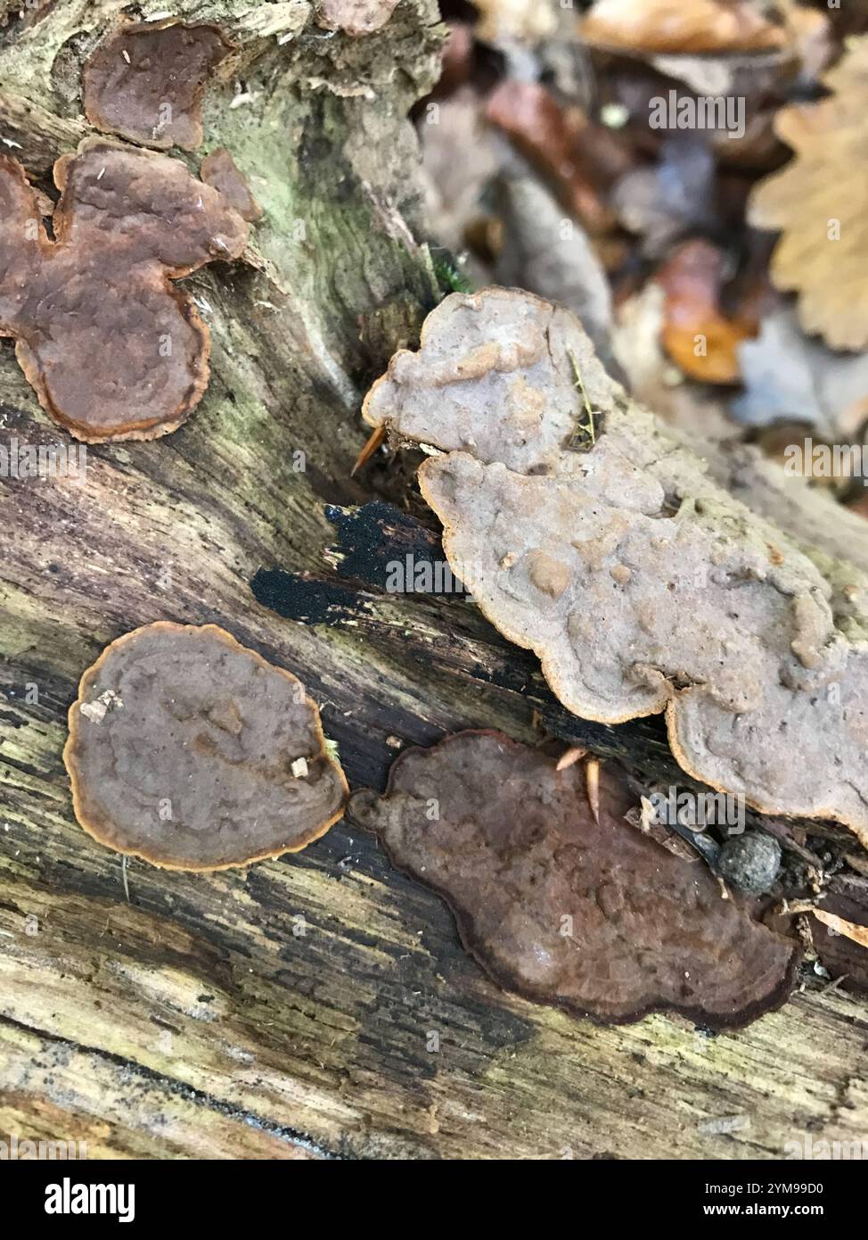 Oak Curtain Crust Fungus (Hymenochaete rubiginosa Stock Photo - Alamy