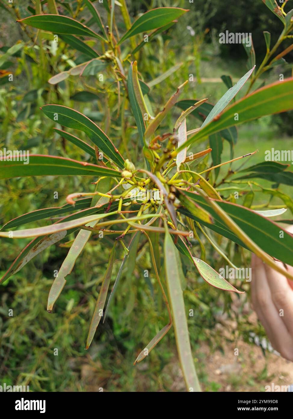 Acacia rubida hi-res stock photography and images - Alamy