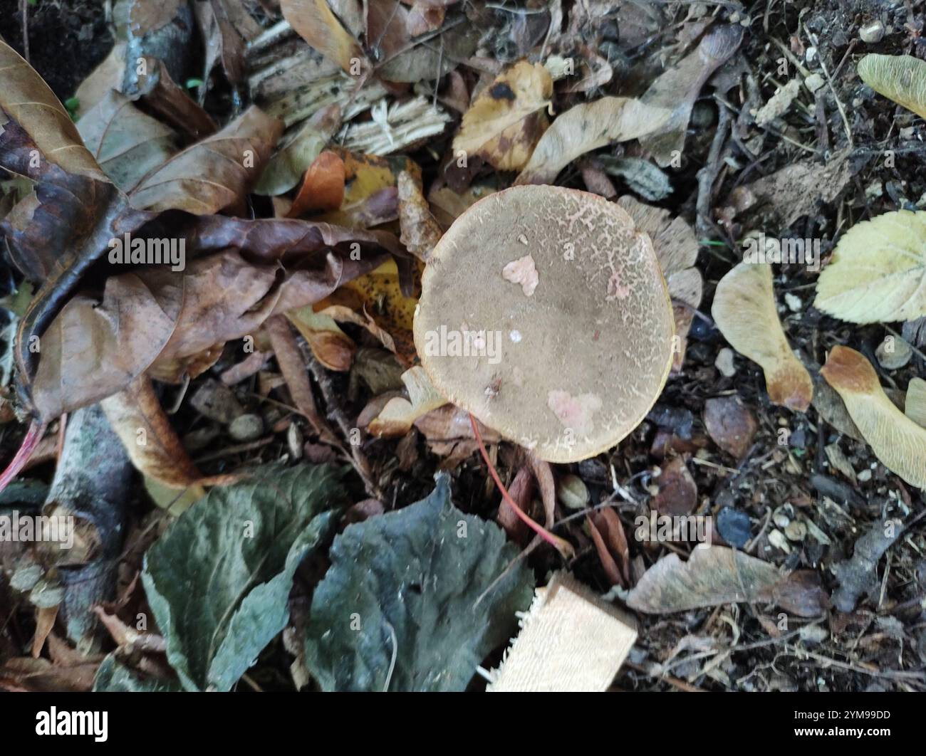 Red-cracking Bolete (Xerocomellus chrysenteron Stock Photo - Alamy