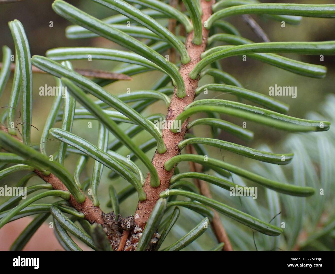 subalpine fir (Abies lasiocarpa Stock Photo - Alamy