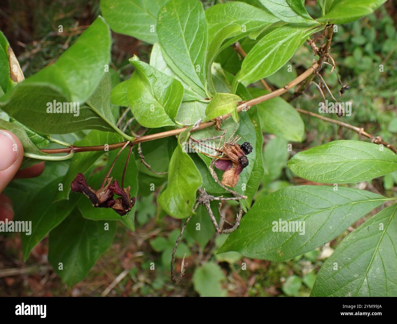 twinberry honeysuckle (Lonicera involucrata Stock Photo - Alamy