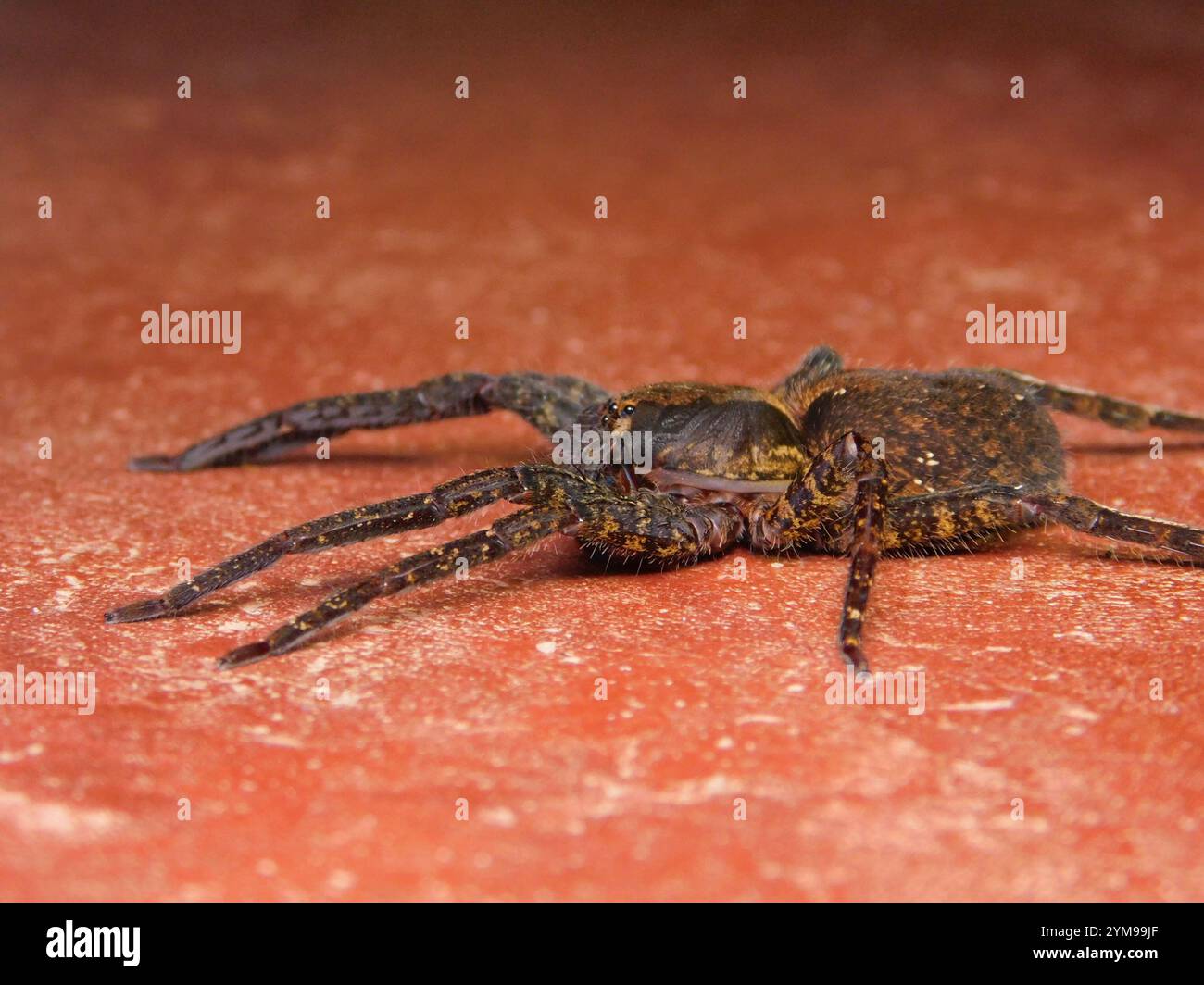 Wandering Spiders (Ctenidae Stock Photo - Alamy
