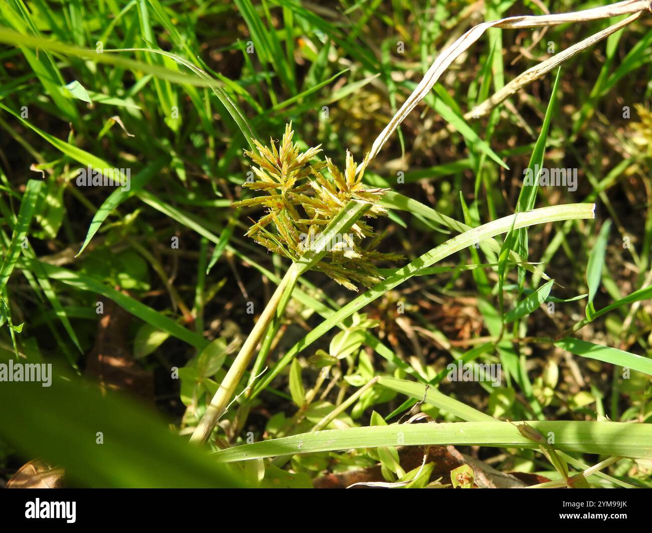 yellow nutsedge (Cyperus esculentus Stock Photo - Alamy