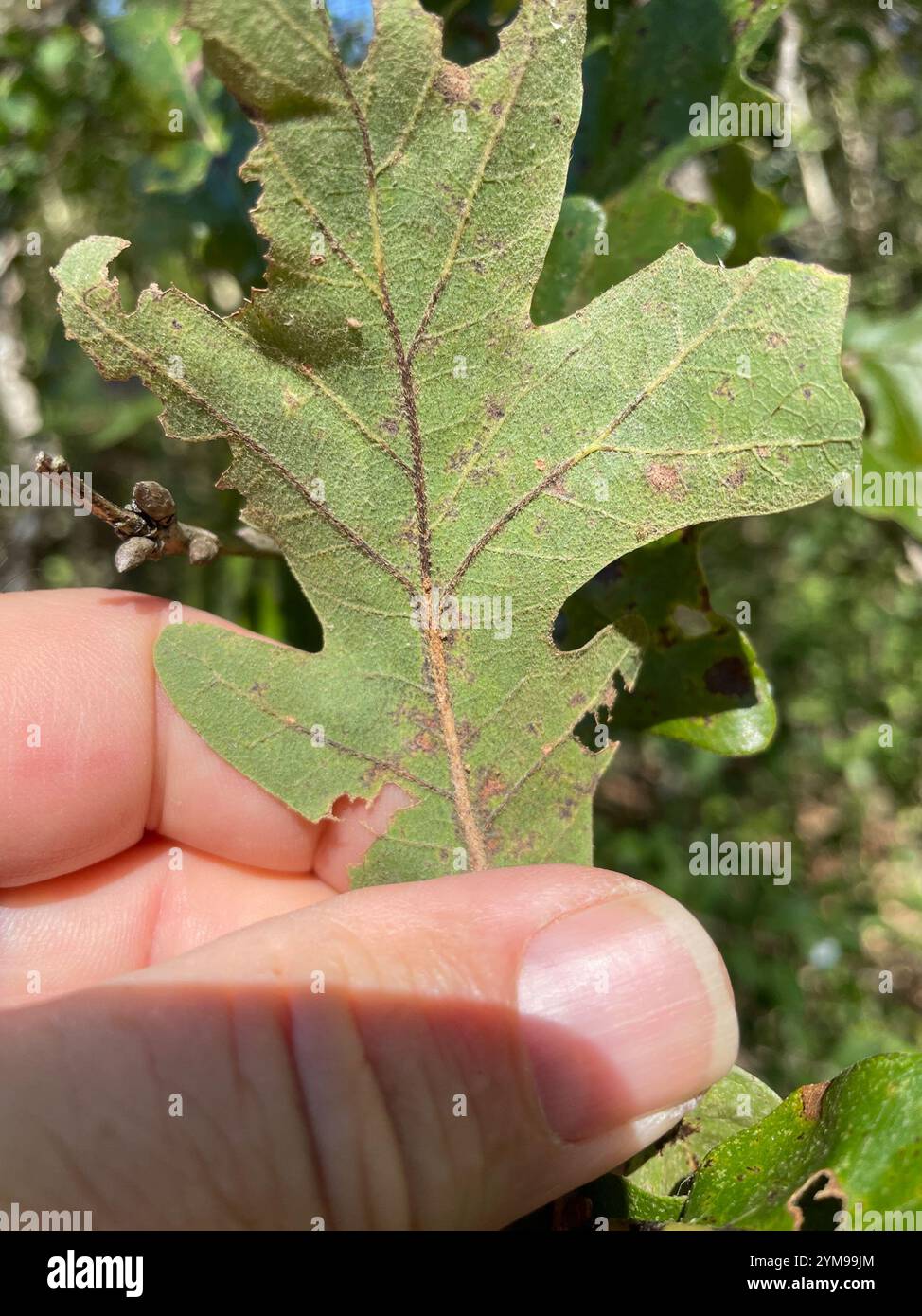 sand post oak (Quercus margaretiae Stock Photo - Alamy