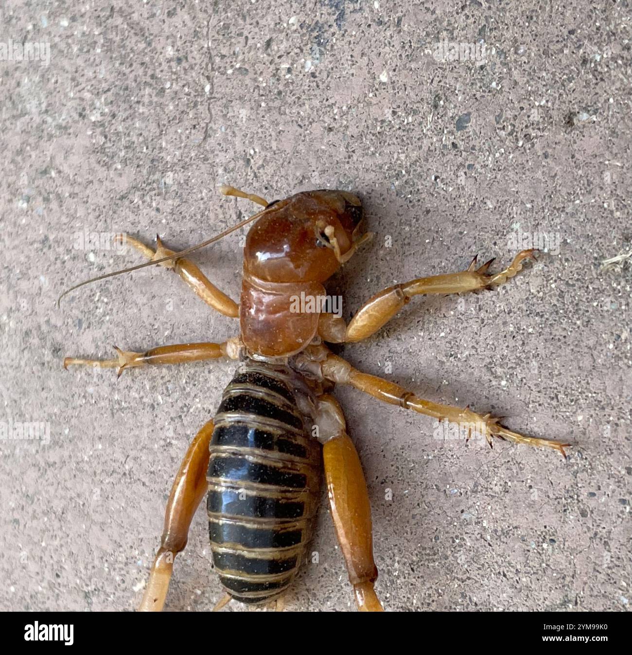 North American Jerusalem Crickets (Ammopelmatus Stock Photo - Alamy