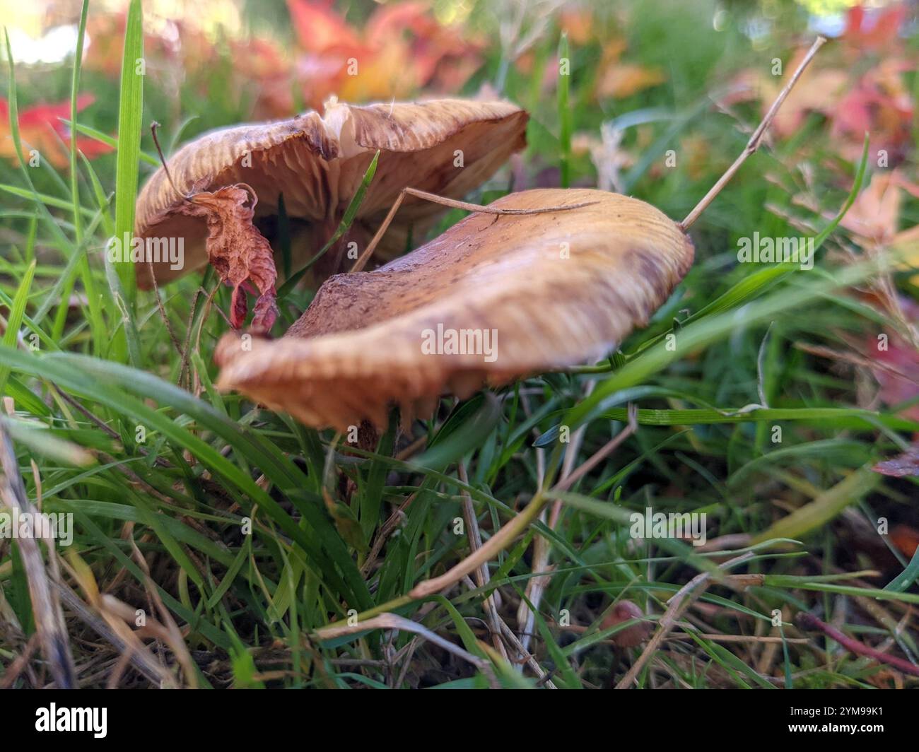 honey mushrooms (Armillaria Stock Photo - Alamy