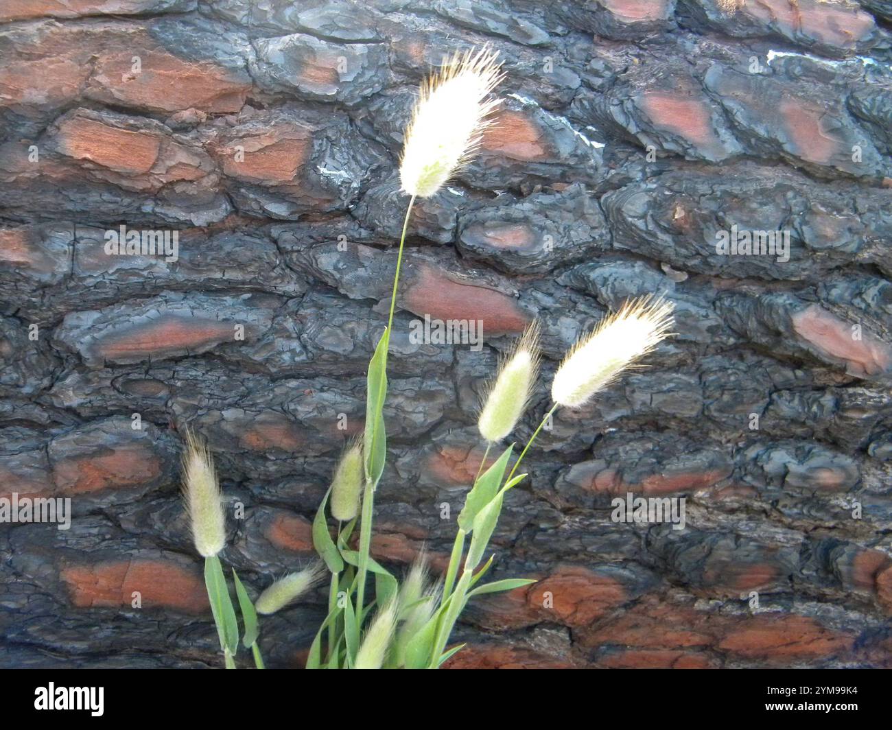 Hare's Tail Grass (Lagurus ovatus Stock Photo - Alamy