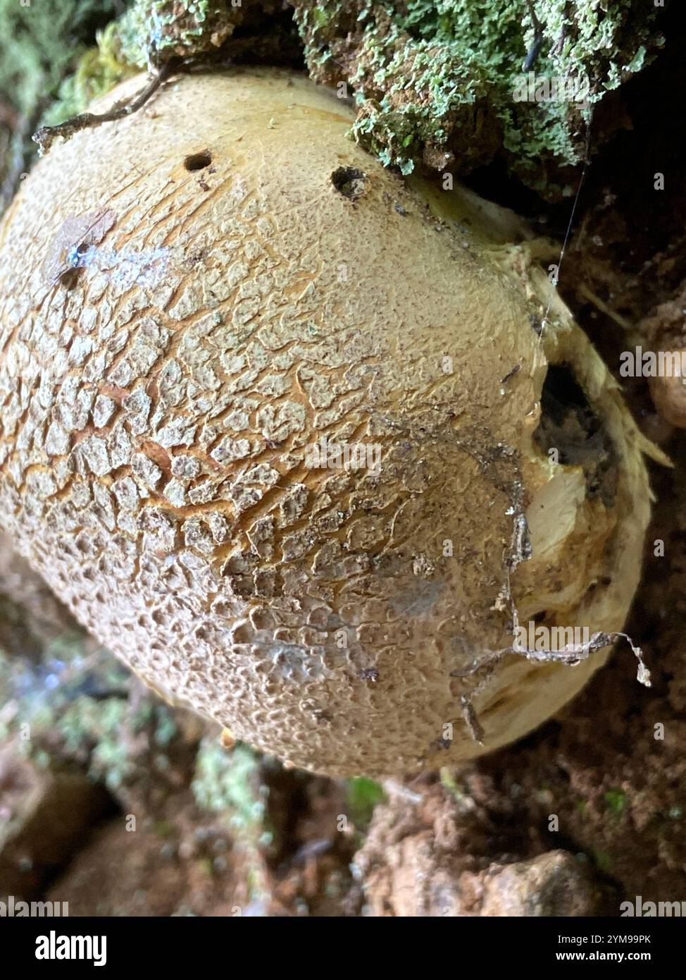 common earthball (Scleroderma citrinum Stock Photo - Alamy