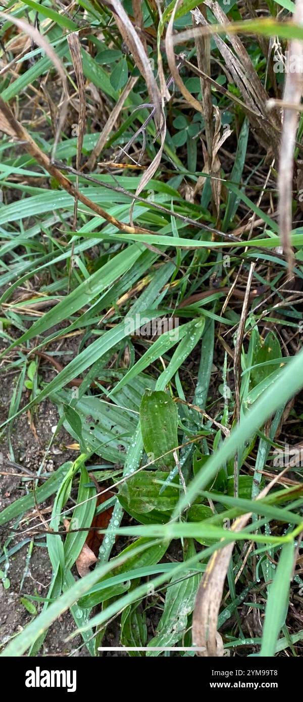 Northern Redbelly Snake (Storeria occipitomaculata occipitomaculata ...