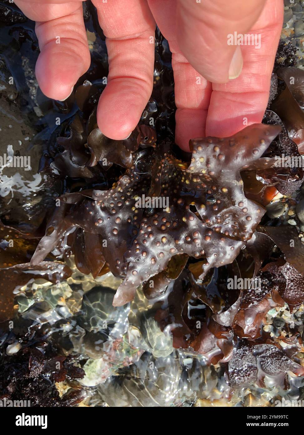 encrusting red algae (Mastocarpus Stock Photo - Alamy
