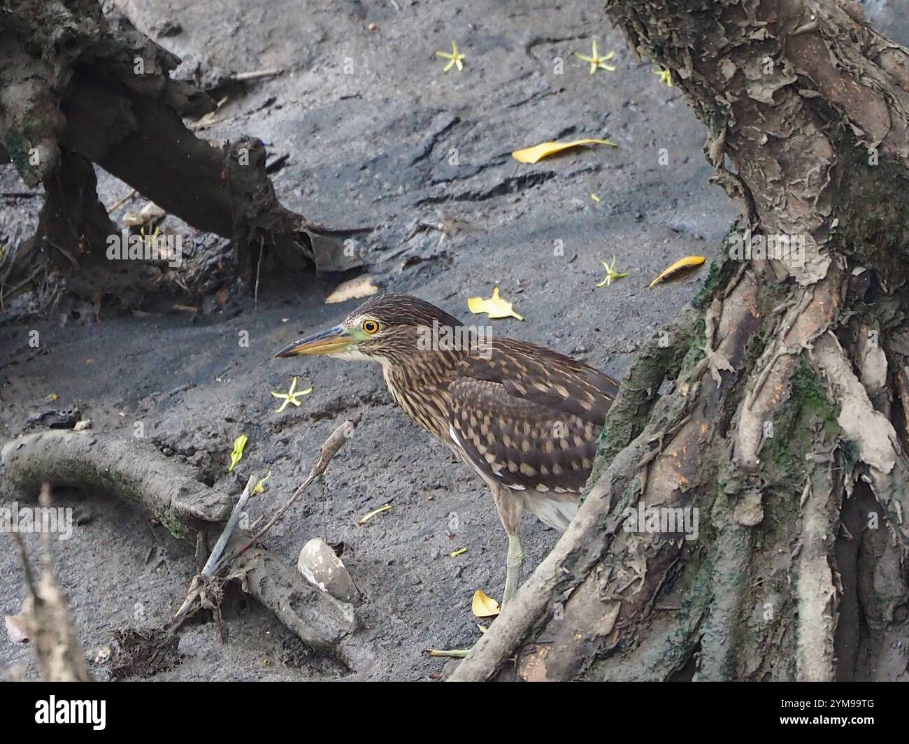 Old World Black-crowned Night Heron (Nycticorax nycticorax nycticorax ...