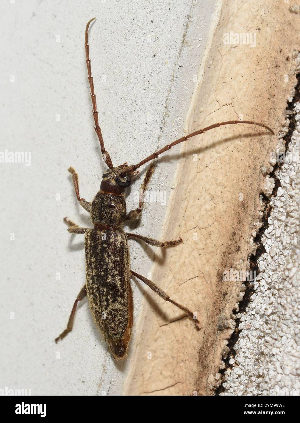 Robust Oak Borer (Enaphalodes atomarius Stock Photo - Alamy