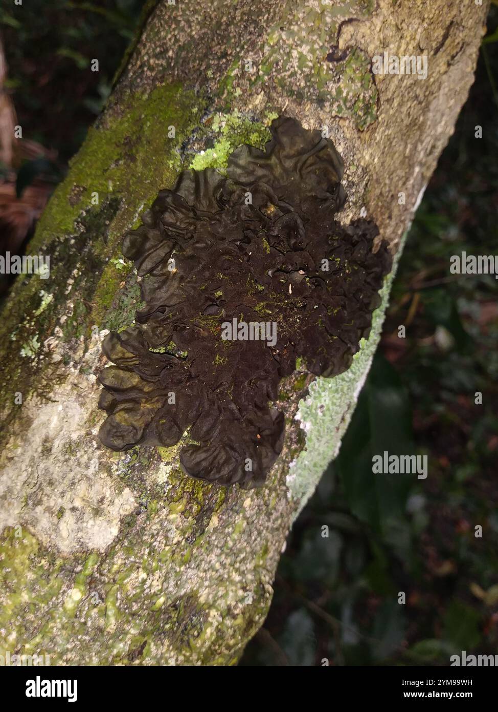 Tree Jelly Lichens (Collema Stock Photo - Alamy